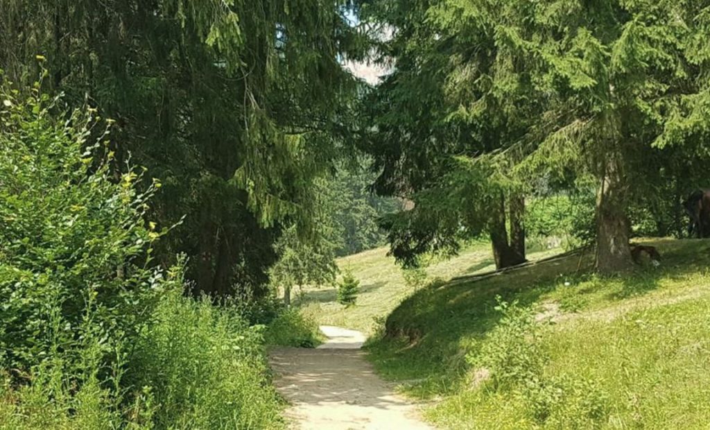 Revedere - National Magazin